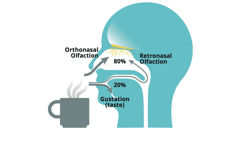 CoffeeMind Aroma Wheel - CoffeeMind